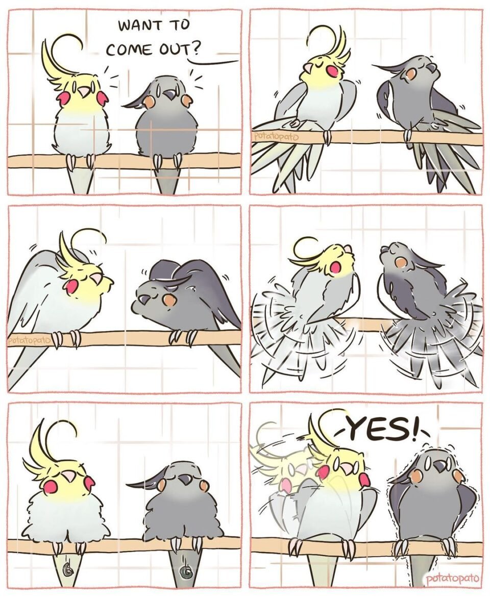 Hilarious Cockatiel 22 Comics to Brighten Your Day