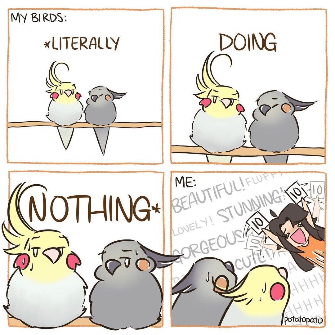 Hilarious Cockatiel 22 Comics to Brighten Your Day