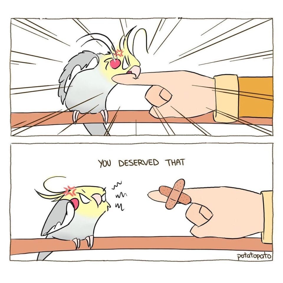 Hilarious Cockatiel 22 Comics to Brighten Your Day